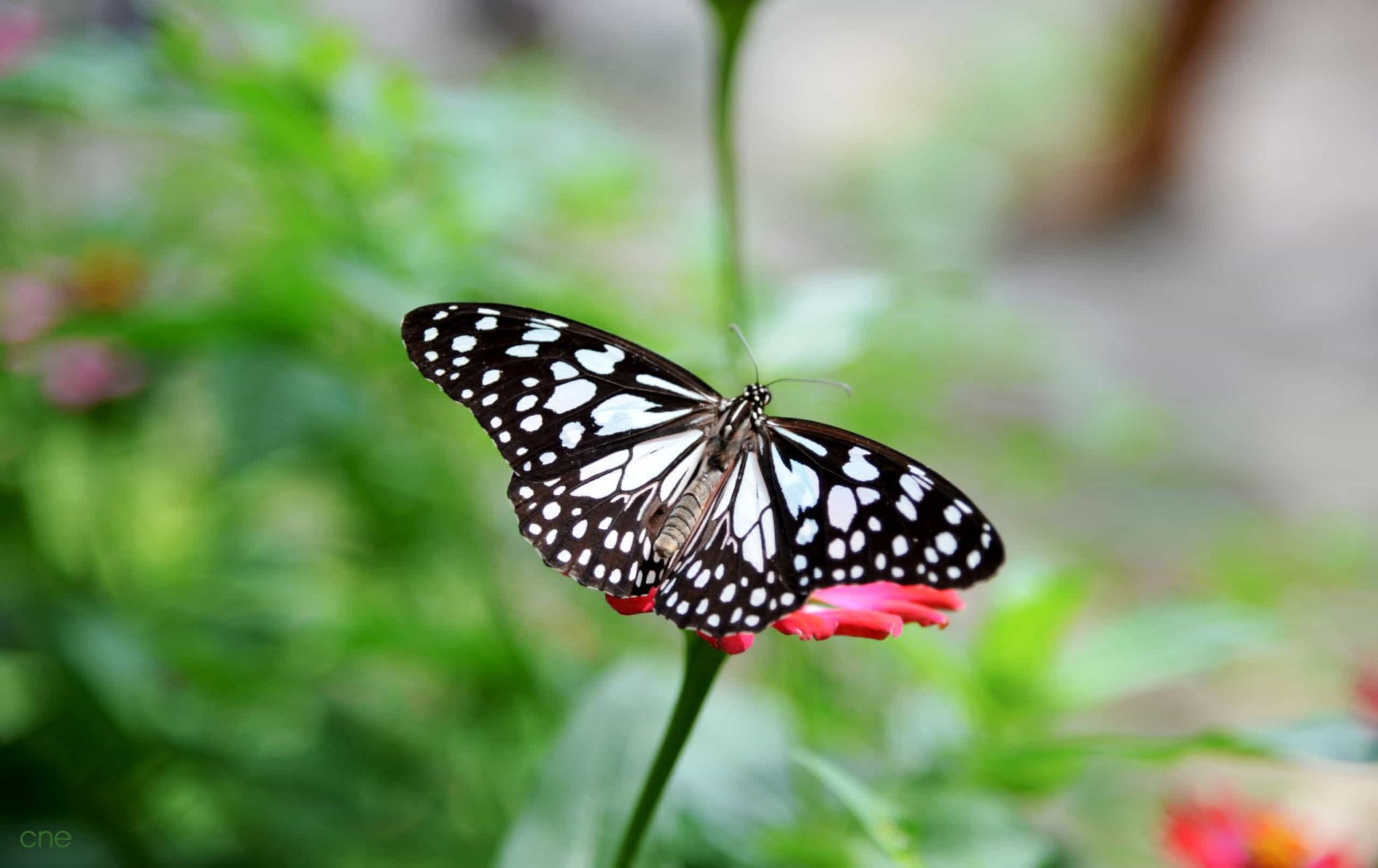 The Open University of Sri Lanka – Open and Distance Learning ...